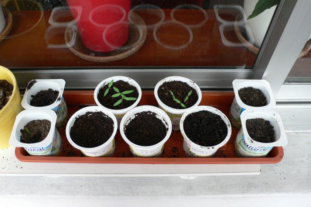 la agroterracita: El semillero 1 comienza a cobrar vida