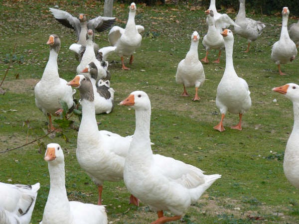 EL TABLERO DE LA OCA: LAS TRECE OCAS DEL TABLERO