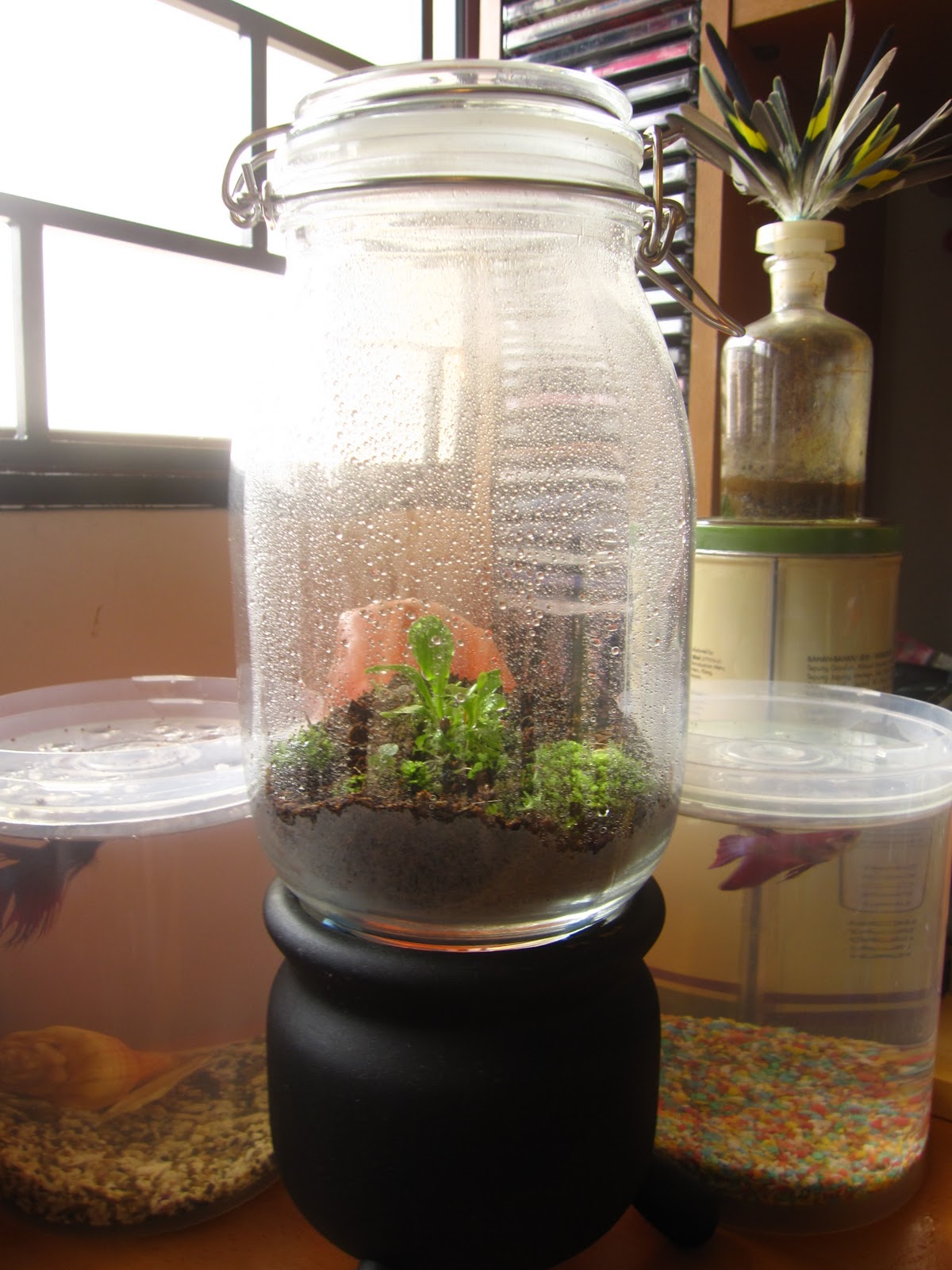 Confessions of a Lepidoterist: Rainforest in a Jar