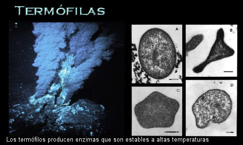 microorganismos termofilos