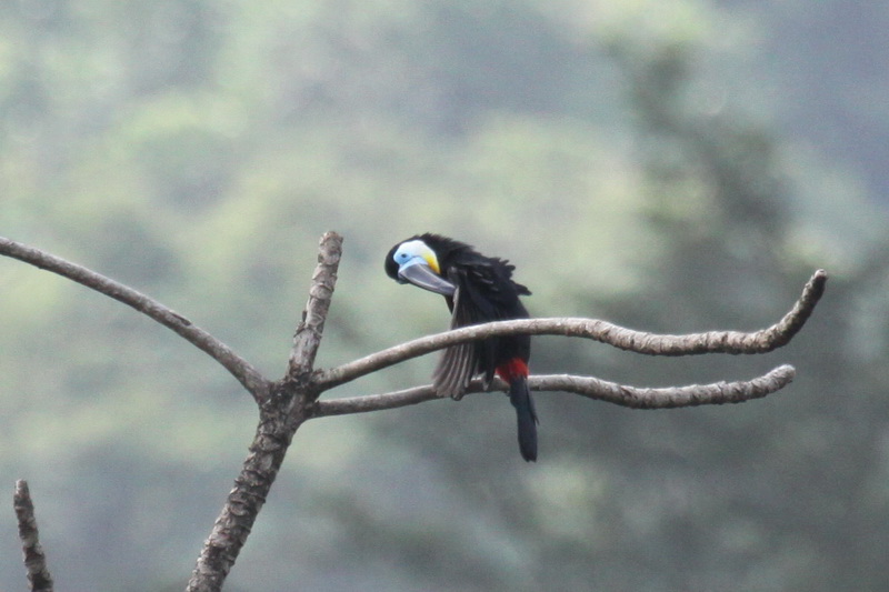 Tails of Birding: Additional Trinidad Birds