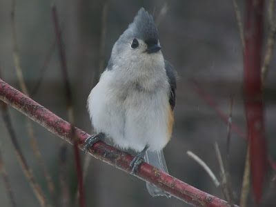 Tails of Birding: The Peter-bird