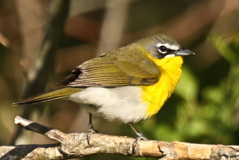 Tails of Birding: American Wood Warblers - Photo Gallery 1