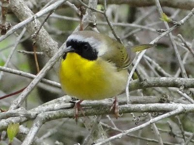 Tails of Birding: Warbles