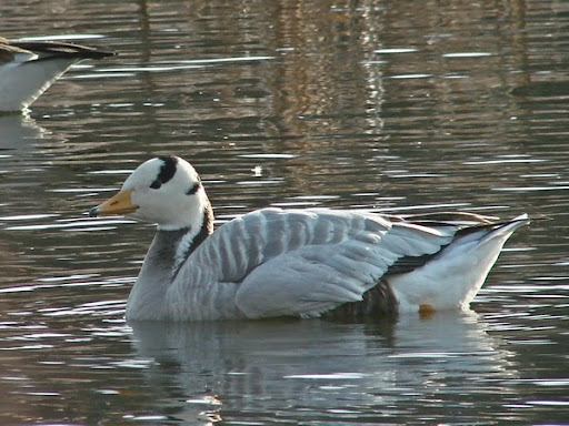 Tails of Birding: Rare Geese