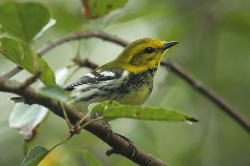 Tails of Birding: A Few Fall Warblers