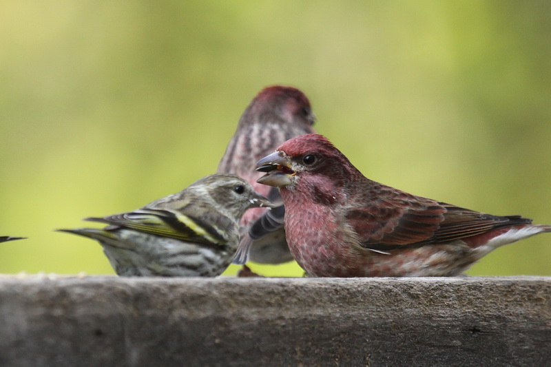 Tails of Birding: Winter Finches - Pine Siskins