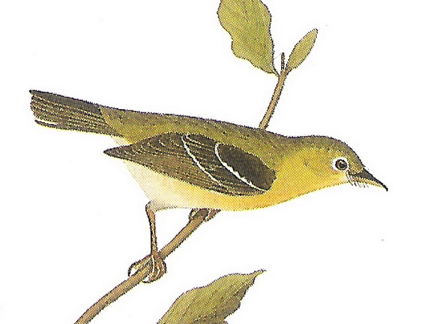 Tails of Birding: Small-headed Flycatcher ...