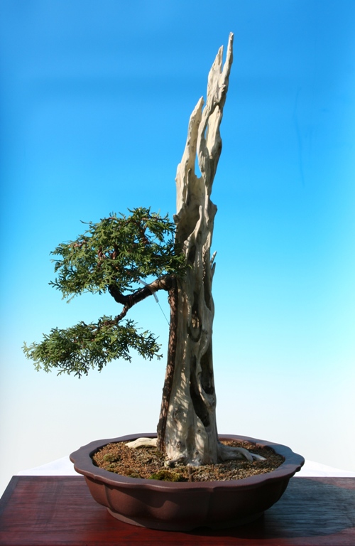 Nik Art bonsai blog: Thuja with one 'branch'