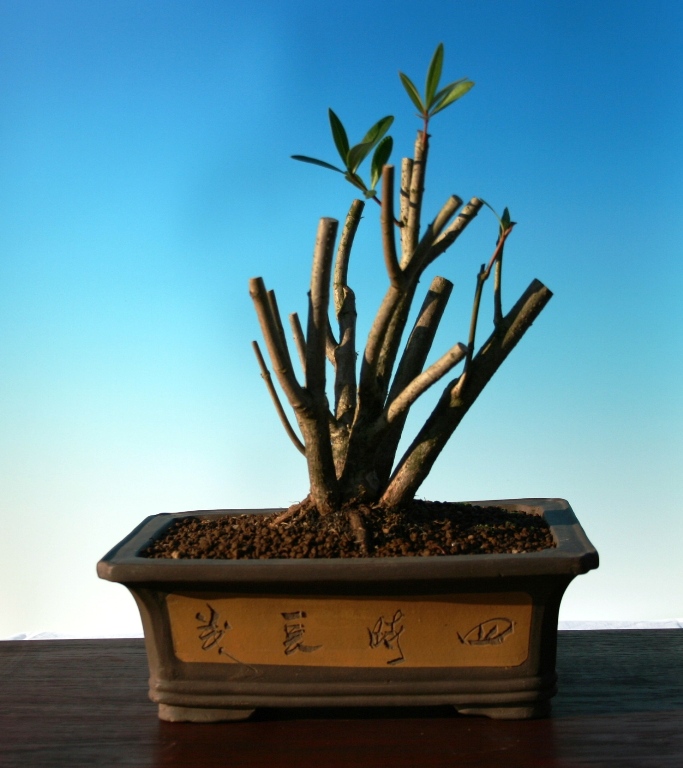 Nik Art bonsai blog: Oleander #2