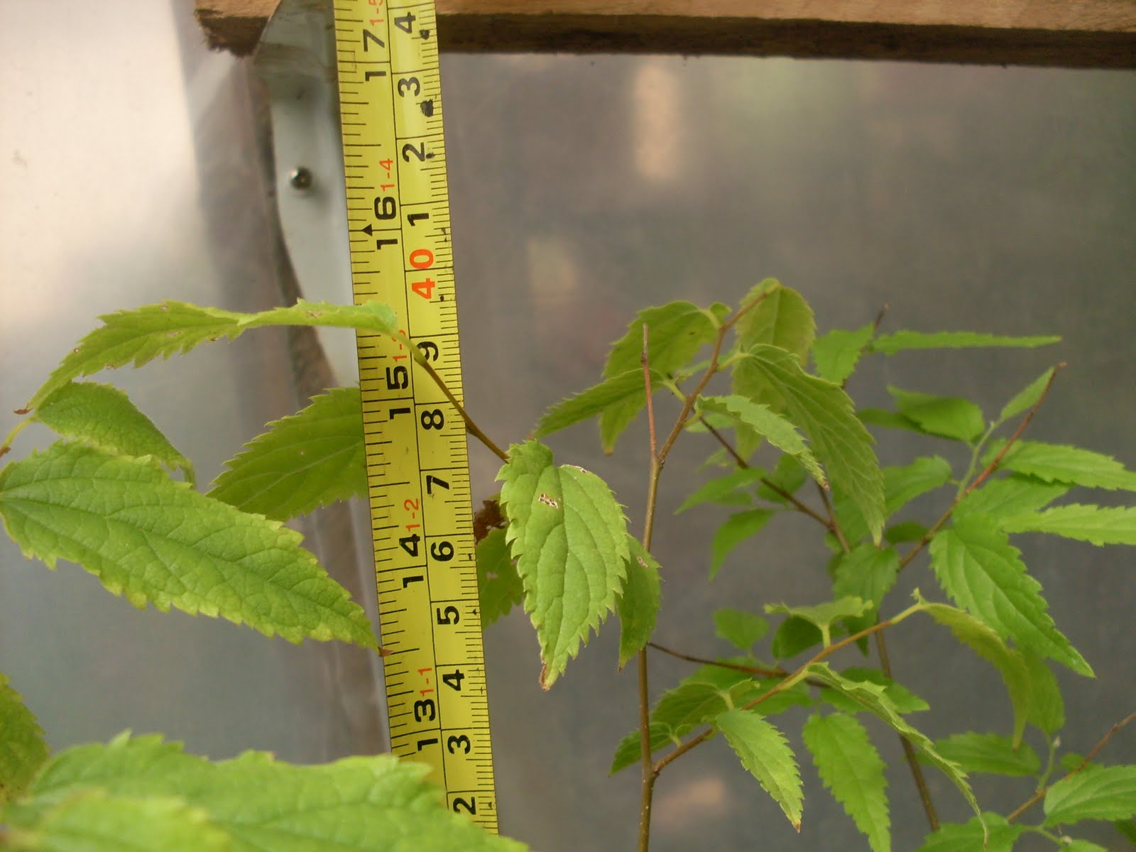 Desde el sur del mundo: ¿Y Cómo van los almácigos de árboles?