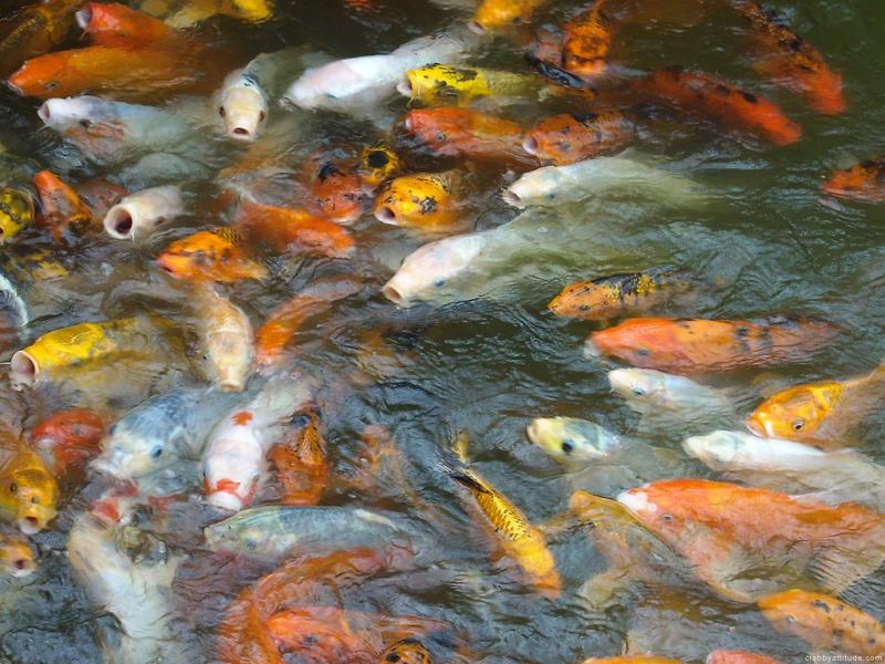 facts around us: koi carp fish | colorful koi fish | japanese koi carp ...