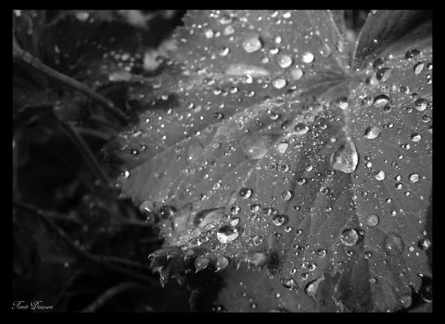 Amazing Things: BLACK Beauty Most Beautiful Color