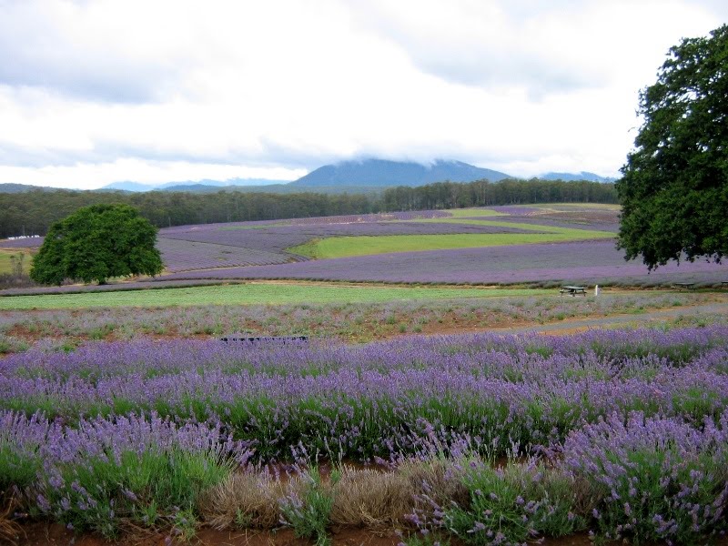 Suasana Kebun Lavender