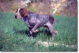 EL MUNDO DE NUESTRO GRAN AMIGO EL PERRO: PERDIGUERO BURGOS