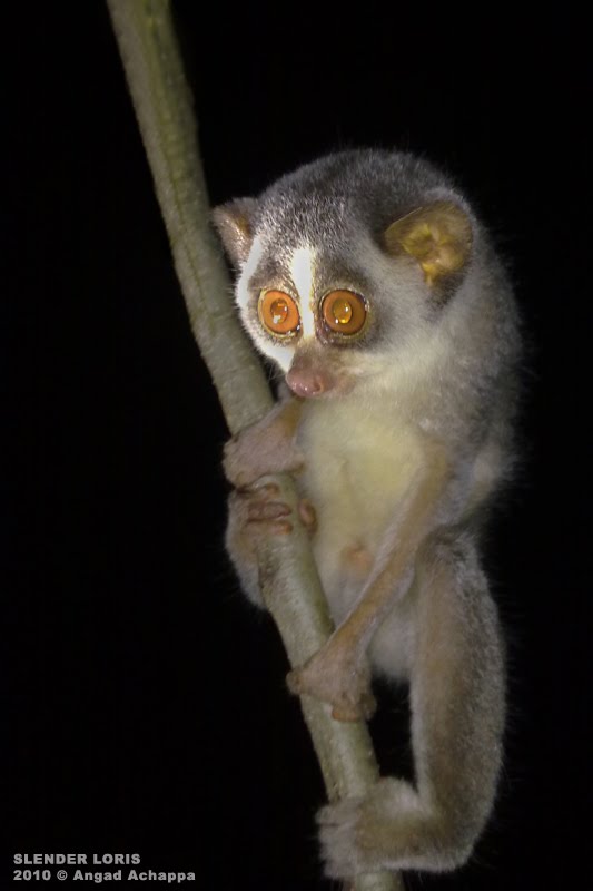 Wildlife photography: Slender Loris