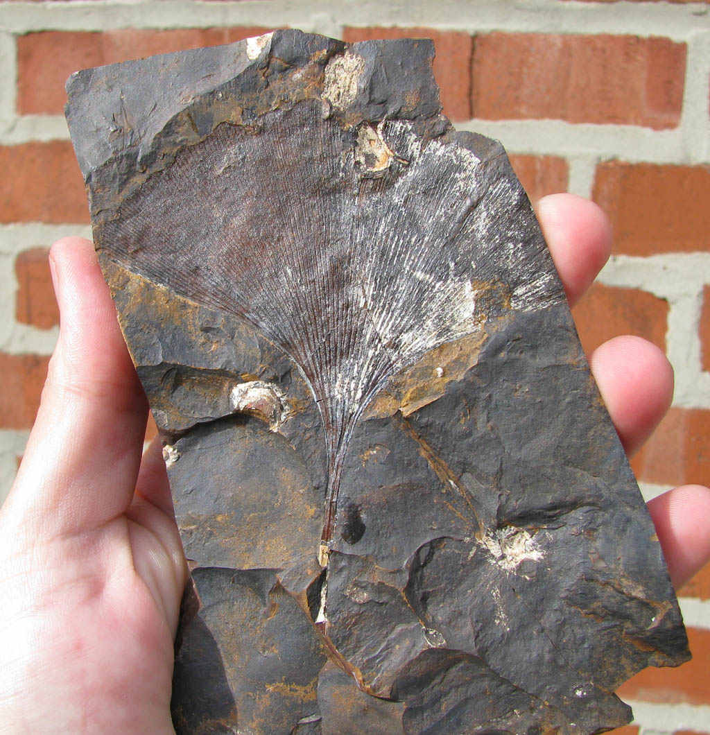 Views of the Mahantango: Living Fossil - Gingko biloba