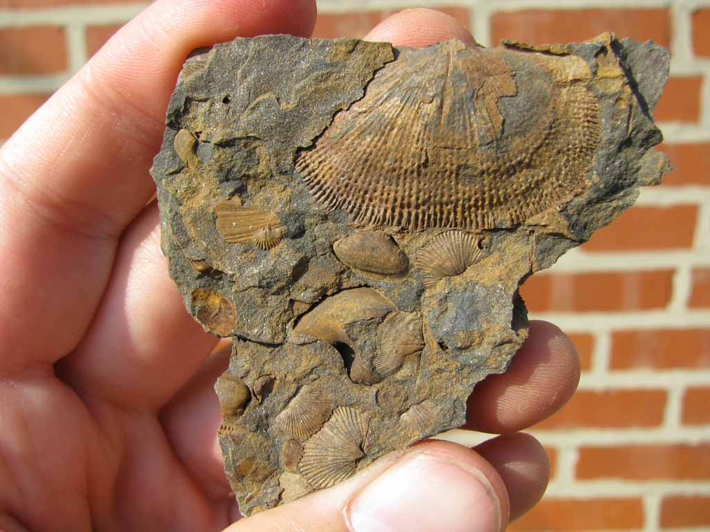 Views of the Mahantango: Chonetes/Devonochonetes