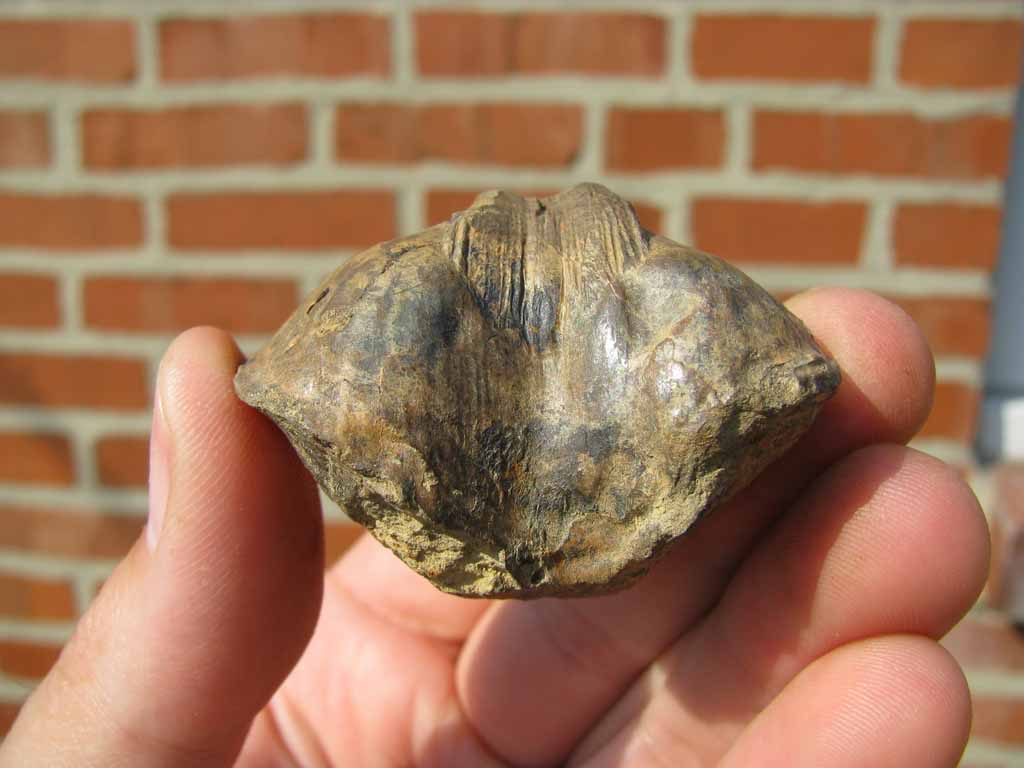 Views of the Mahantango: Large spiriferids from the Mahantango