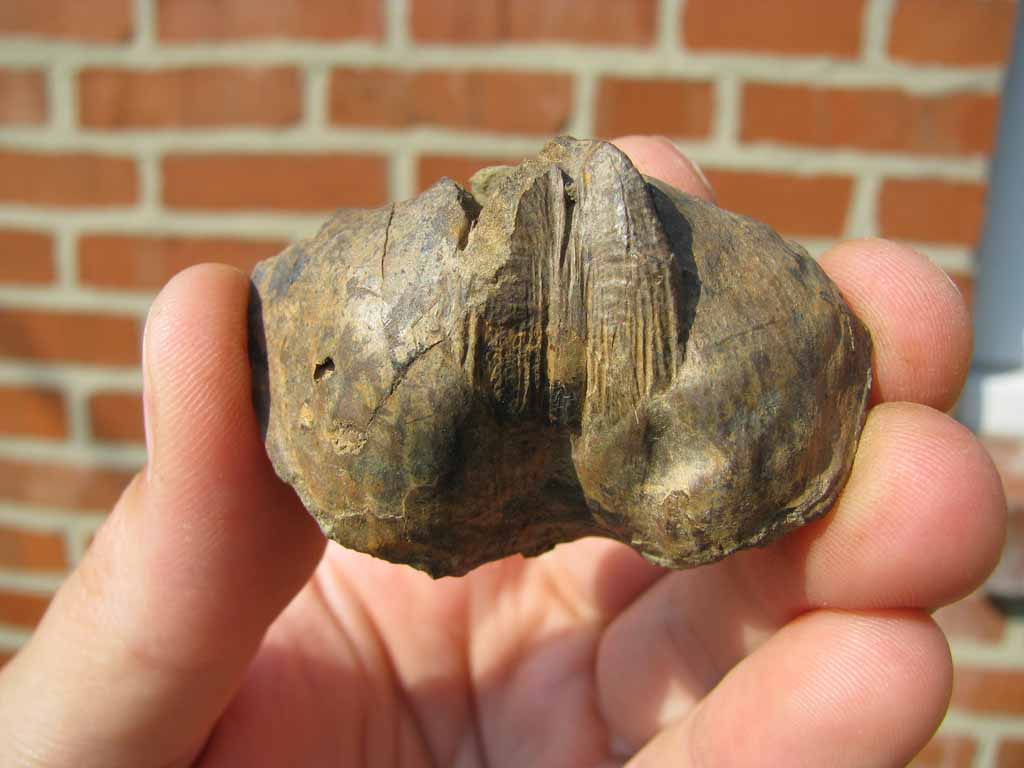 Views of the Mahantango: Large spiriferids from the Mahantango