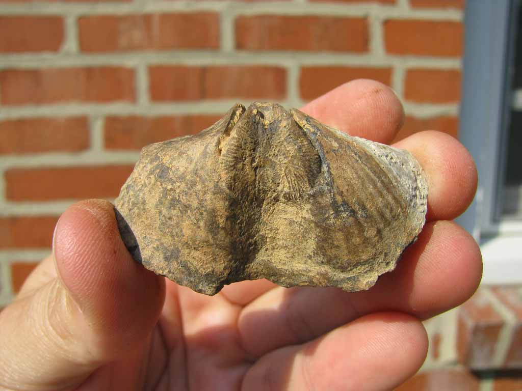 Views of the Mahantango: Large spiriferids from the Mahantango