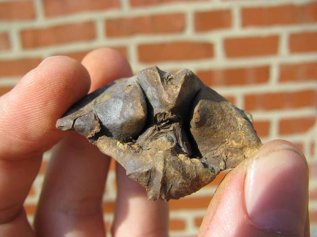 Views of the Mahantango: Large spiriferids from the Mahantango