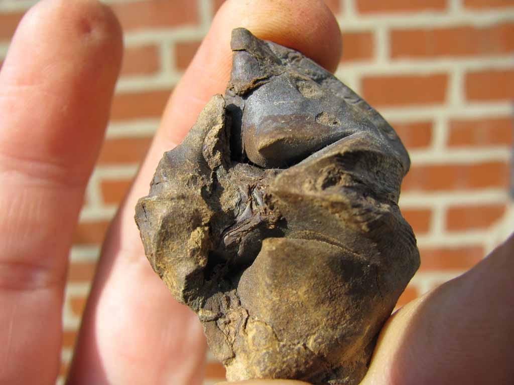 Views of the Mahantango: Large spiriferids from the Mahantango