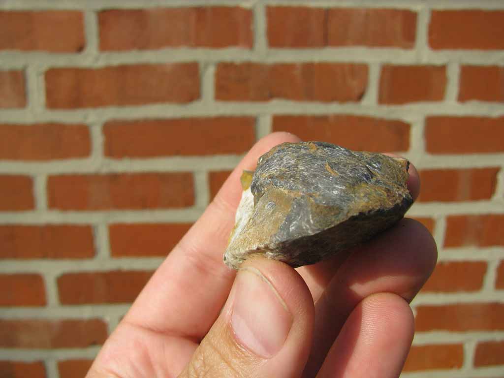 Views of the Mahantango: Large spiriferids from the Mahantango