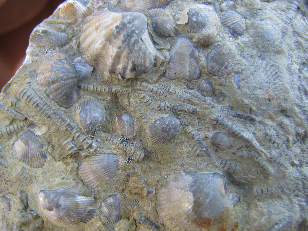 Views of the Mahantango: More Ukrainian Fossils