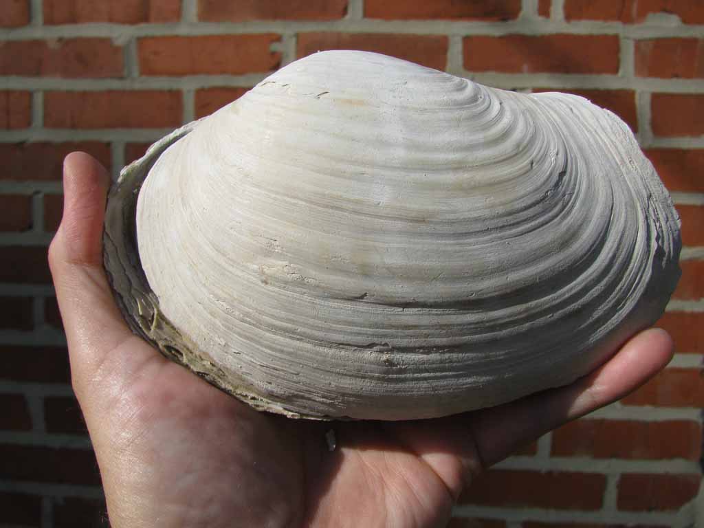 Views of the Mahantango: Panopea