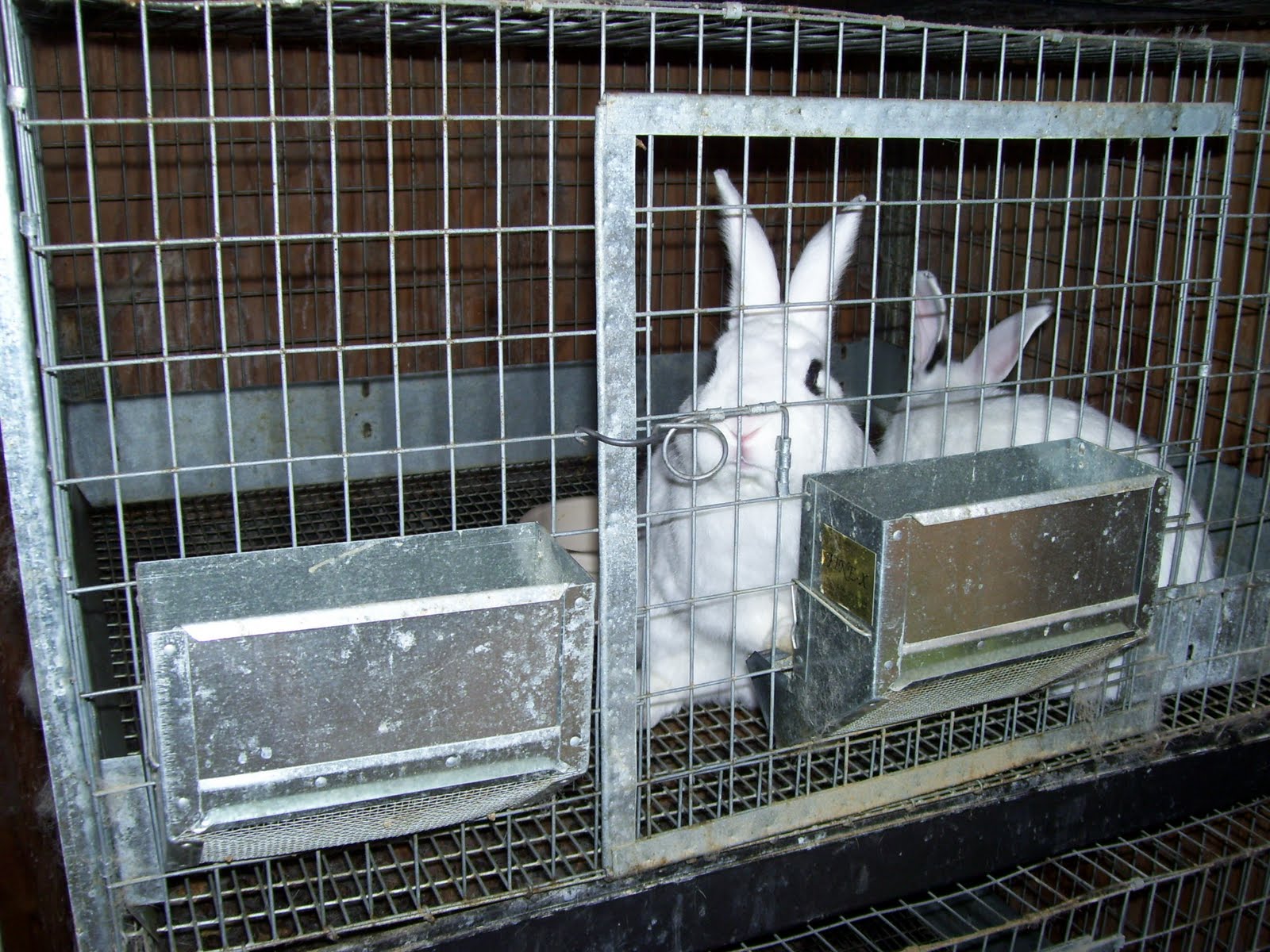 Rabbit Cages