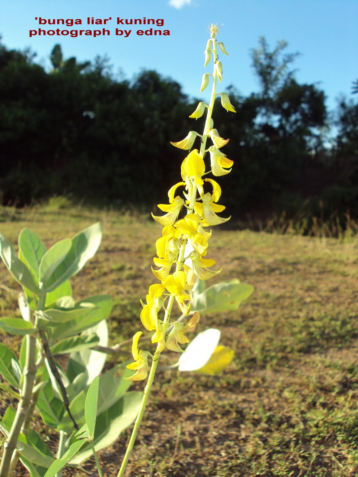 a Beautiful Heart: 'bunga liar' nan cantik