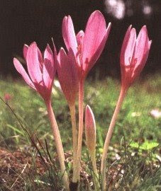 Encyclopedia of herbs and plants: Colchici semen