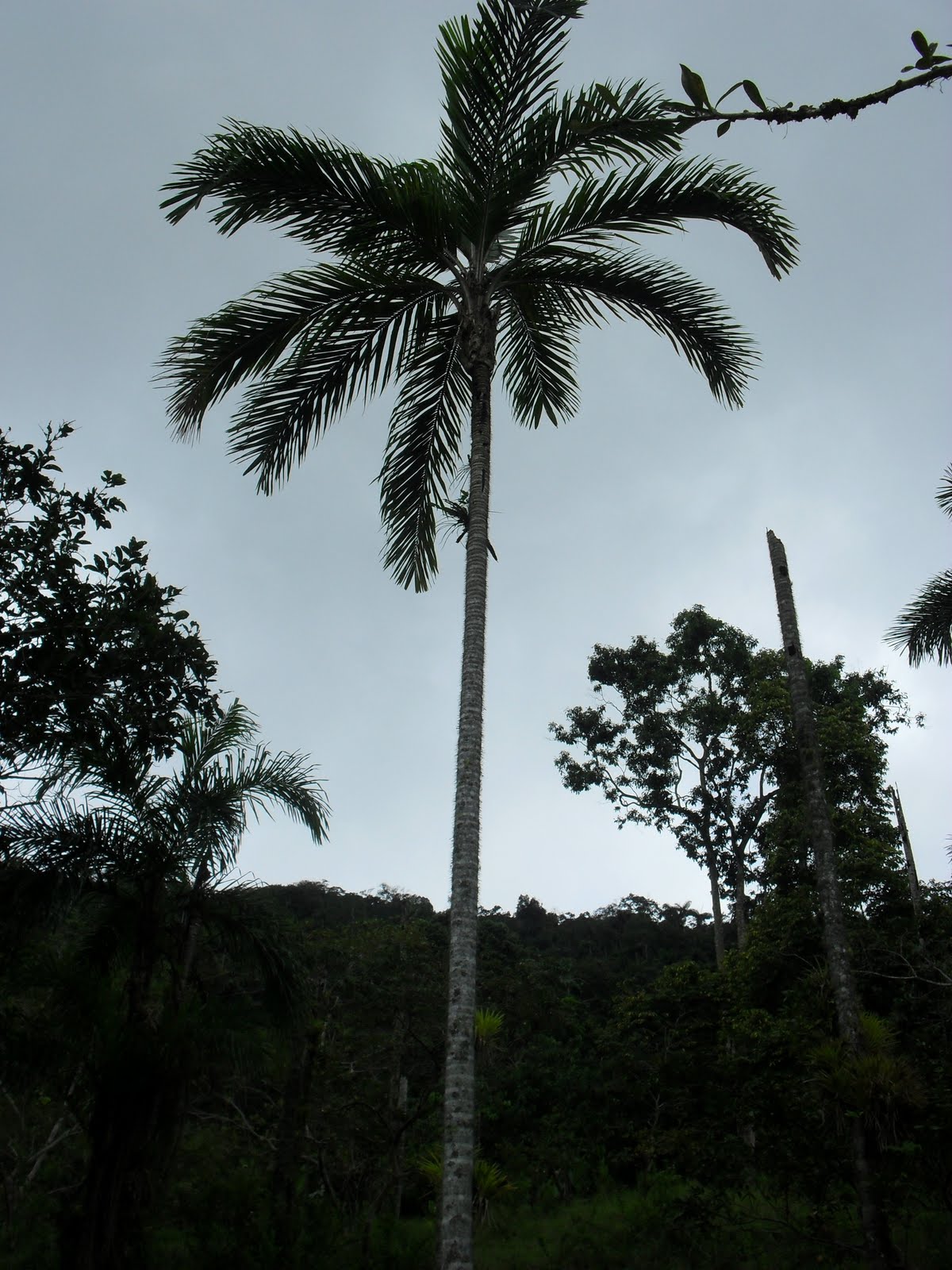 Bactris gasipaes rescue project: GENERALIDADES DE LA PLANTA