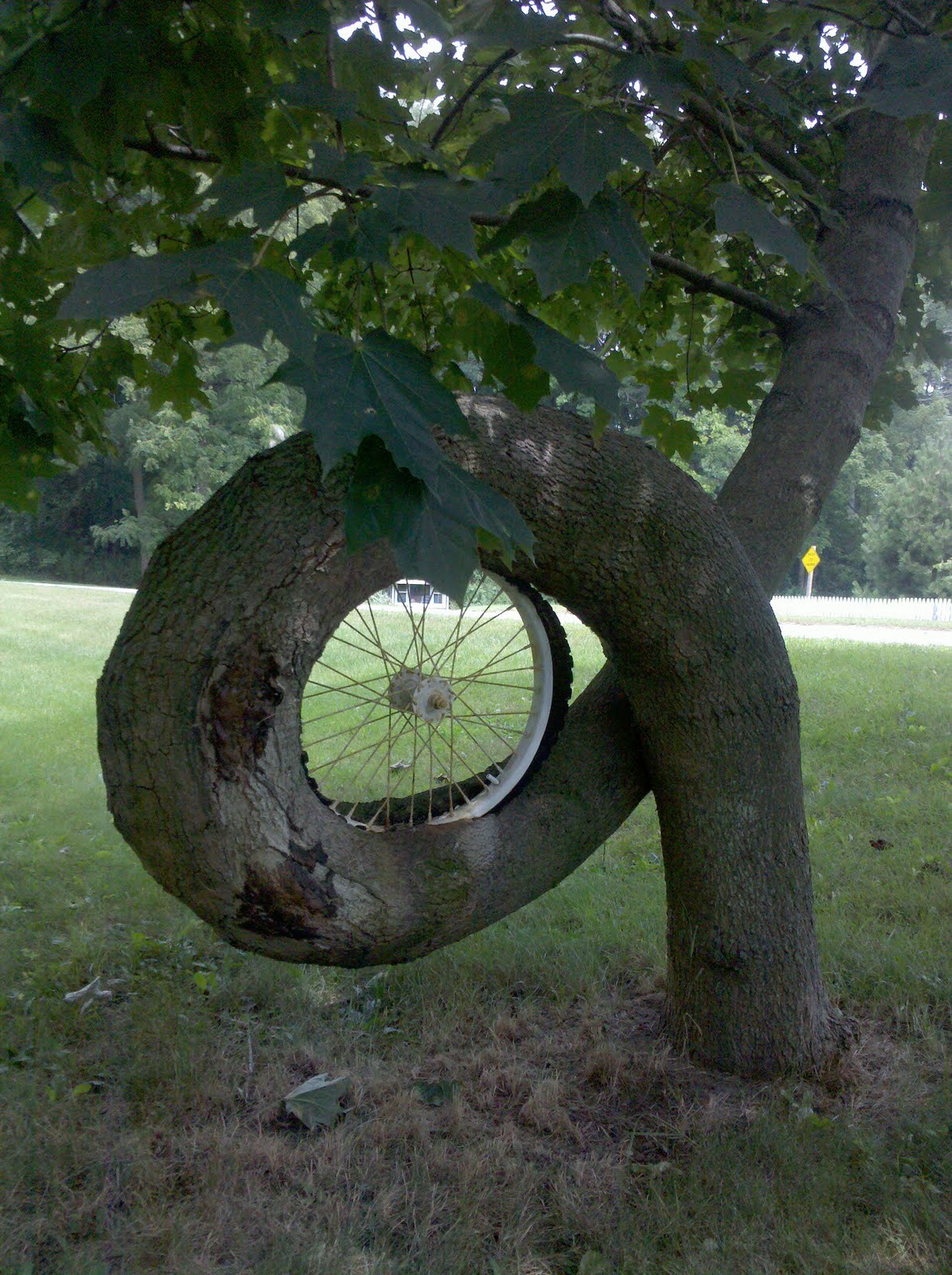 Summer 2014: A Tree That Grew around a Bicycle Wheel!