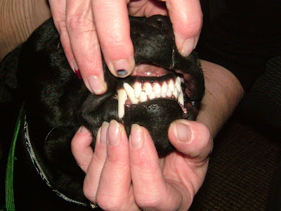 Alport Staffordshire Bull Terriers: I've been snooping