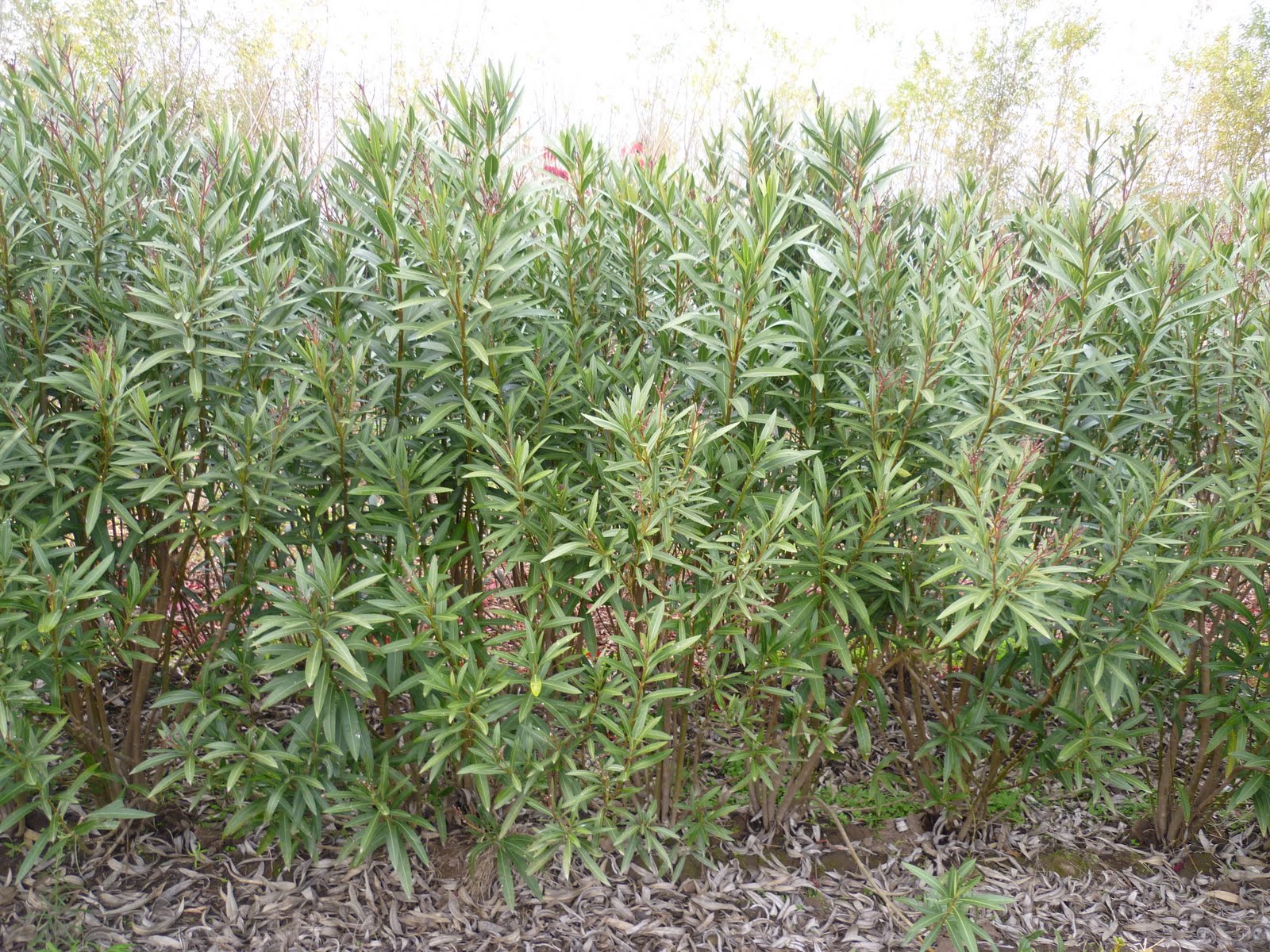 vivero candela: laurel de flor