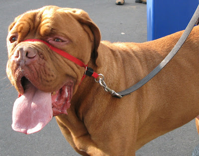 Dogs of Orange County: French Mastiff