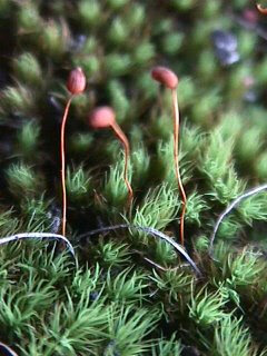 ciencias-bio-geo: Musgos