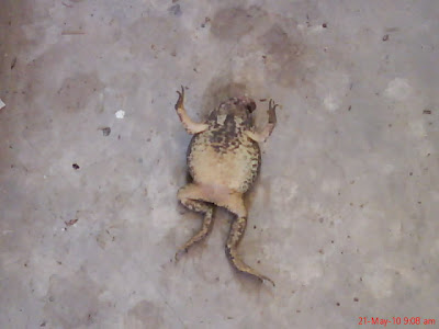 Kalamhati: Mati Katak..(part 2)