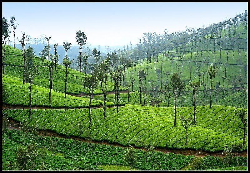 Valparai: Wonderland In India