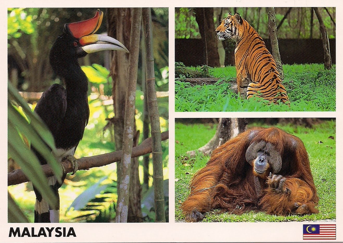 Malaysian wildlife | ~g!La P0skaD~