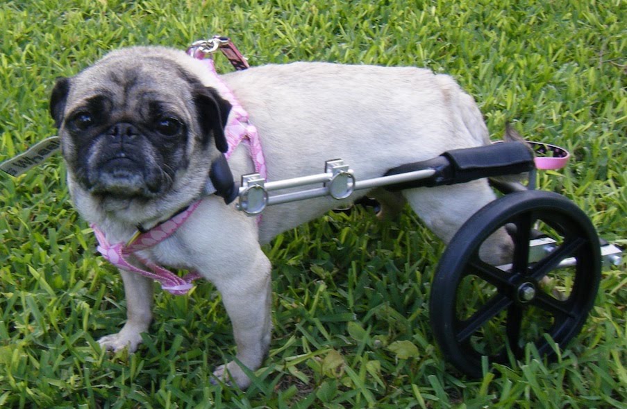 Dallas Fort Worth Pug Rescue: Precious Puddin' Pop! A Pug Girl and Her ...