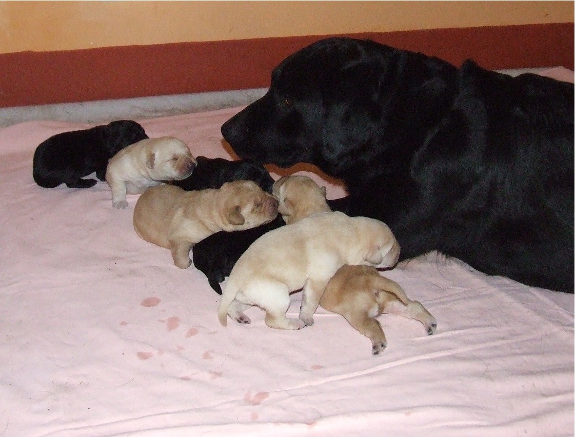 Cuccioli di Labrador Retriever: CUCCIOLI DI LABRADOR a una settimana!!
