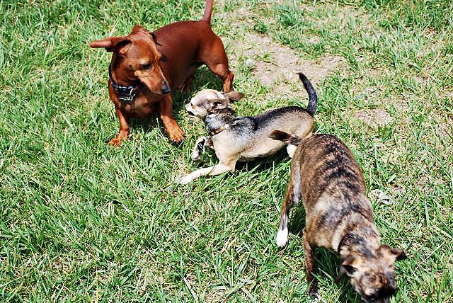 Twinkie Tiny Dog | Teacup Chihuahua | A Dog Blog: Dachshund Pictures ...