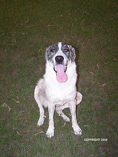 Twinkie Tiny Dog | Teacup Chihuahua | A Dog Blog: Show Us Your Tongue