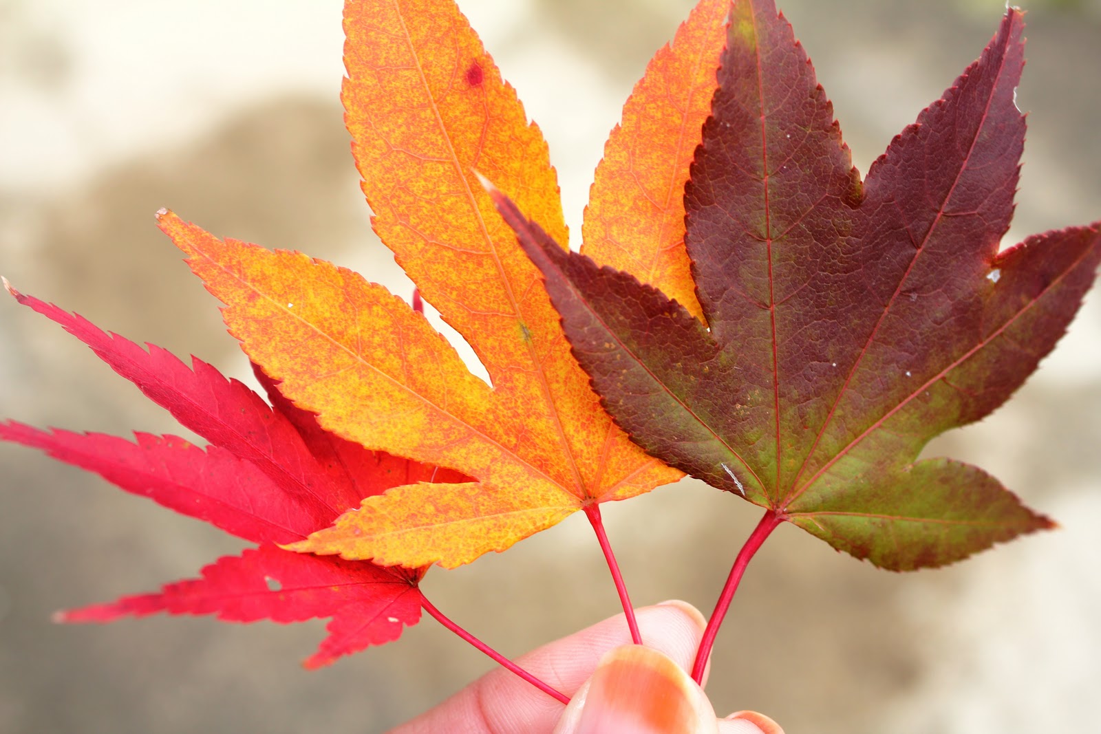 weLL, keMunCup is kEmunCup ^^,: mOhabbatein