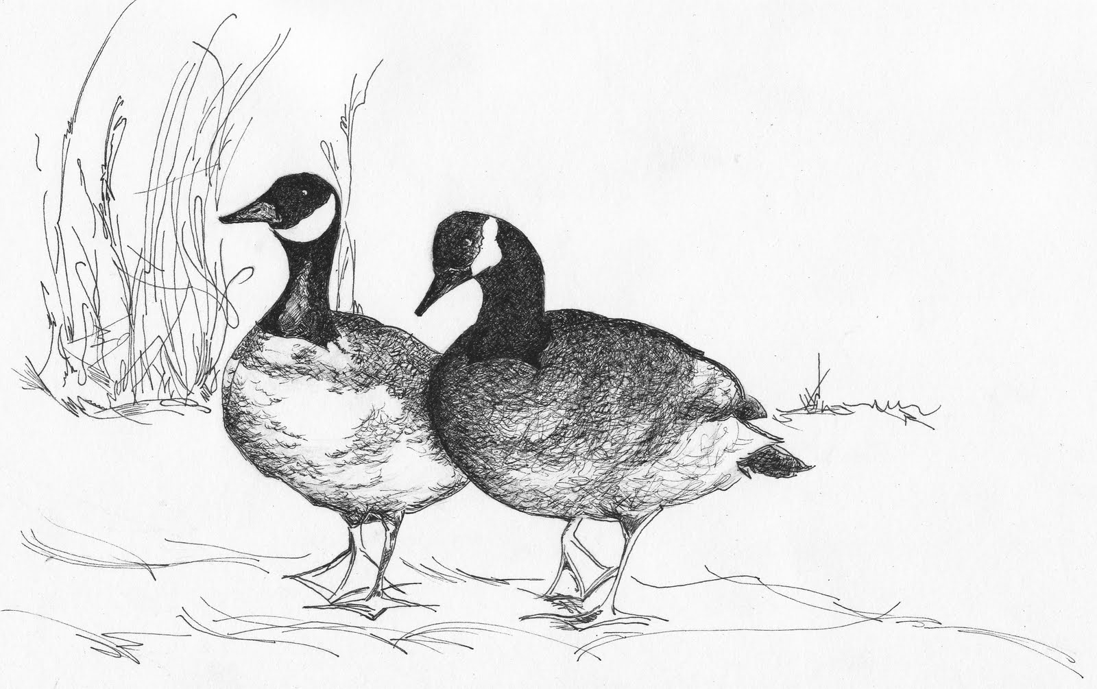 Dawn M Phelps: Canada Geese