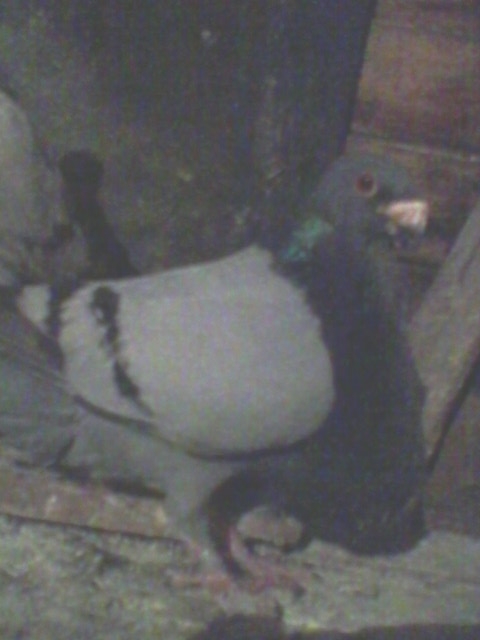 Buchones Valencianos de Marcelo Weber