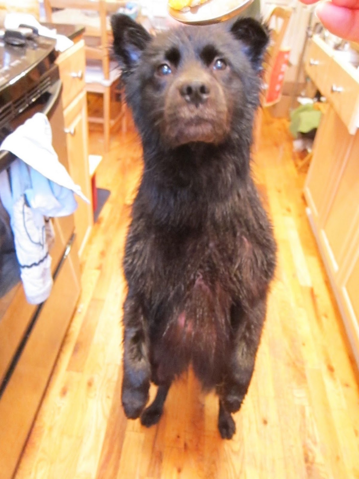 Bitt of Paw: baths, bears, and biscuits